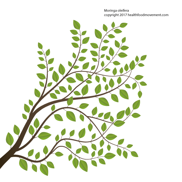 Moringa : Super Foods Best Kept Secret – Botanical Nutrition